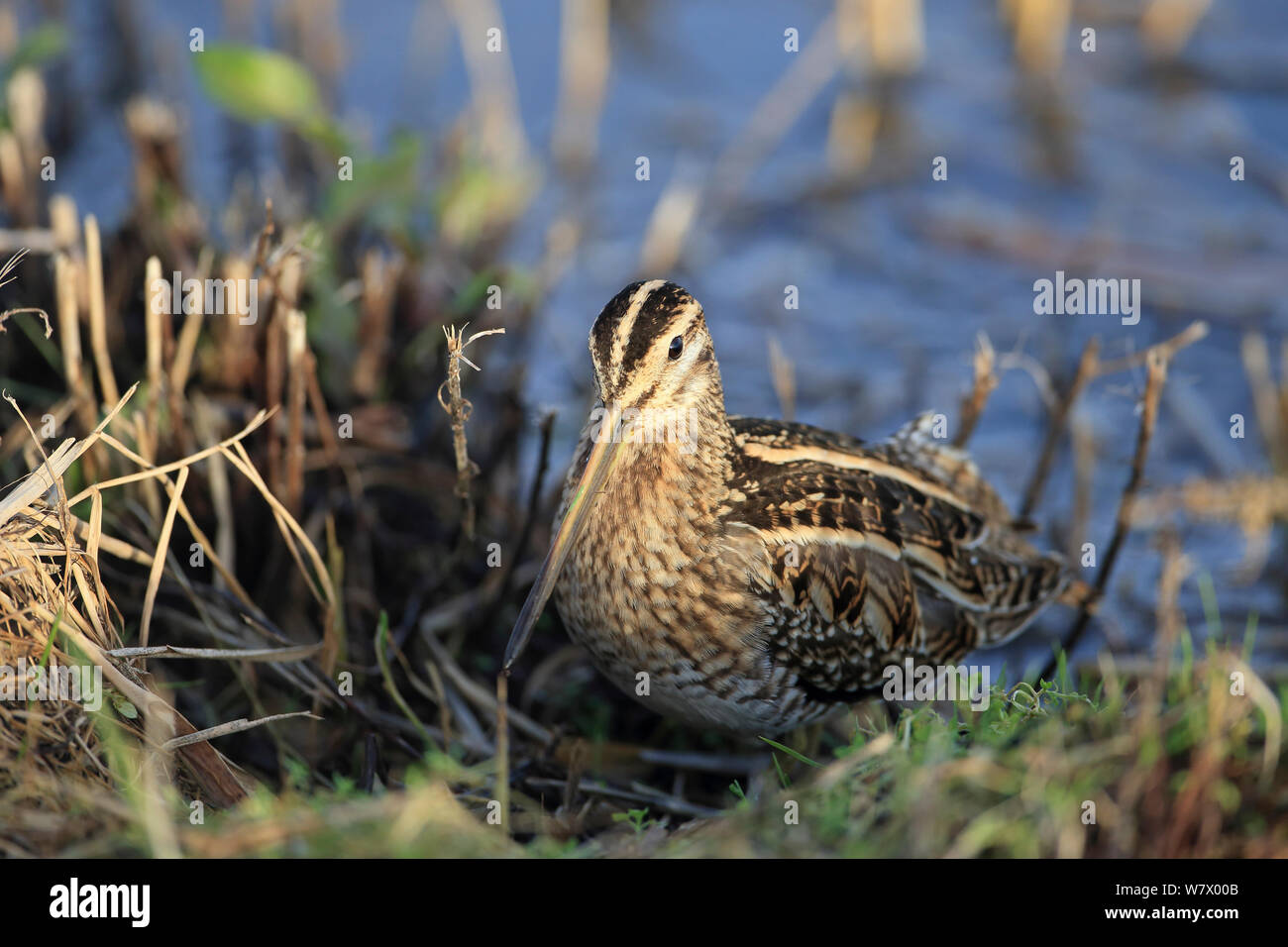 Gallingo gallinago hi-res stock photography and images - Alamy