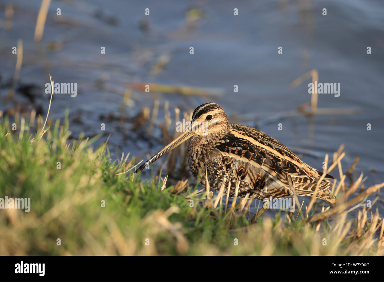 Fantail snipe hi-res stock photography and images - Alamy