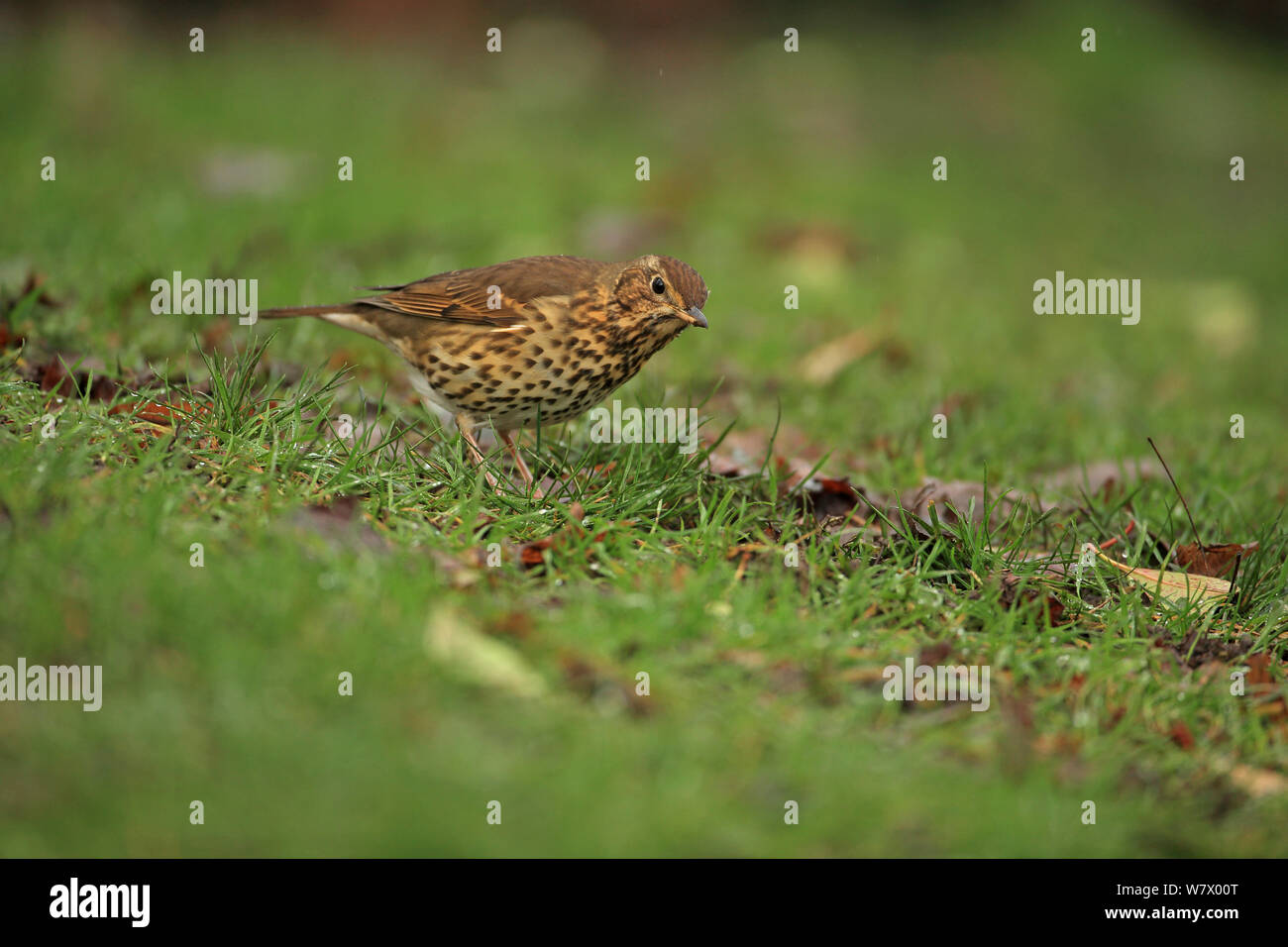 True thrush hi-res stock photography and images - Alamy