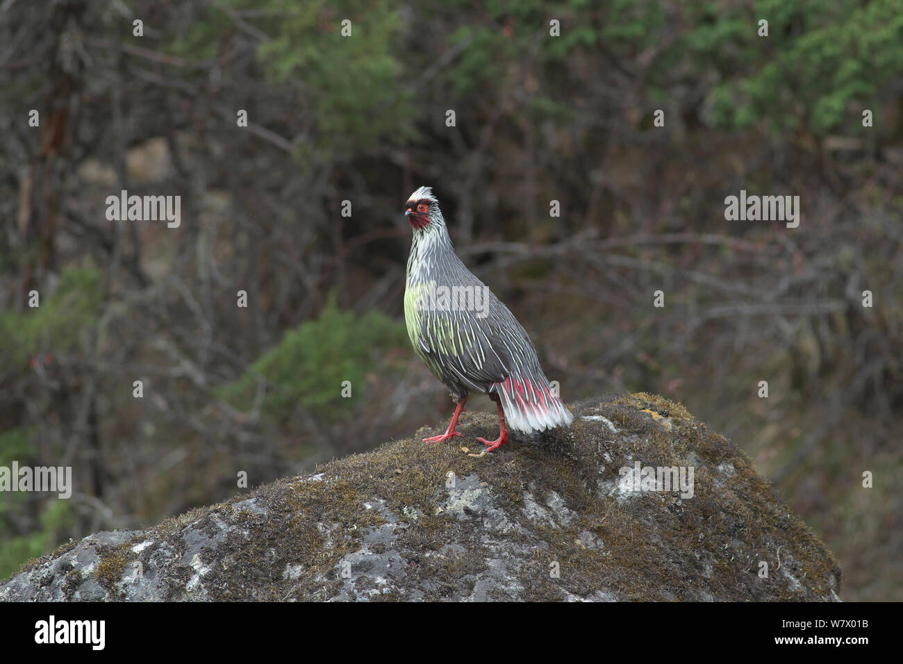 Blood Pheasant (Ithaginis cruentus) on rocks, Mount Qomolangma National ...