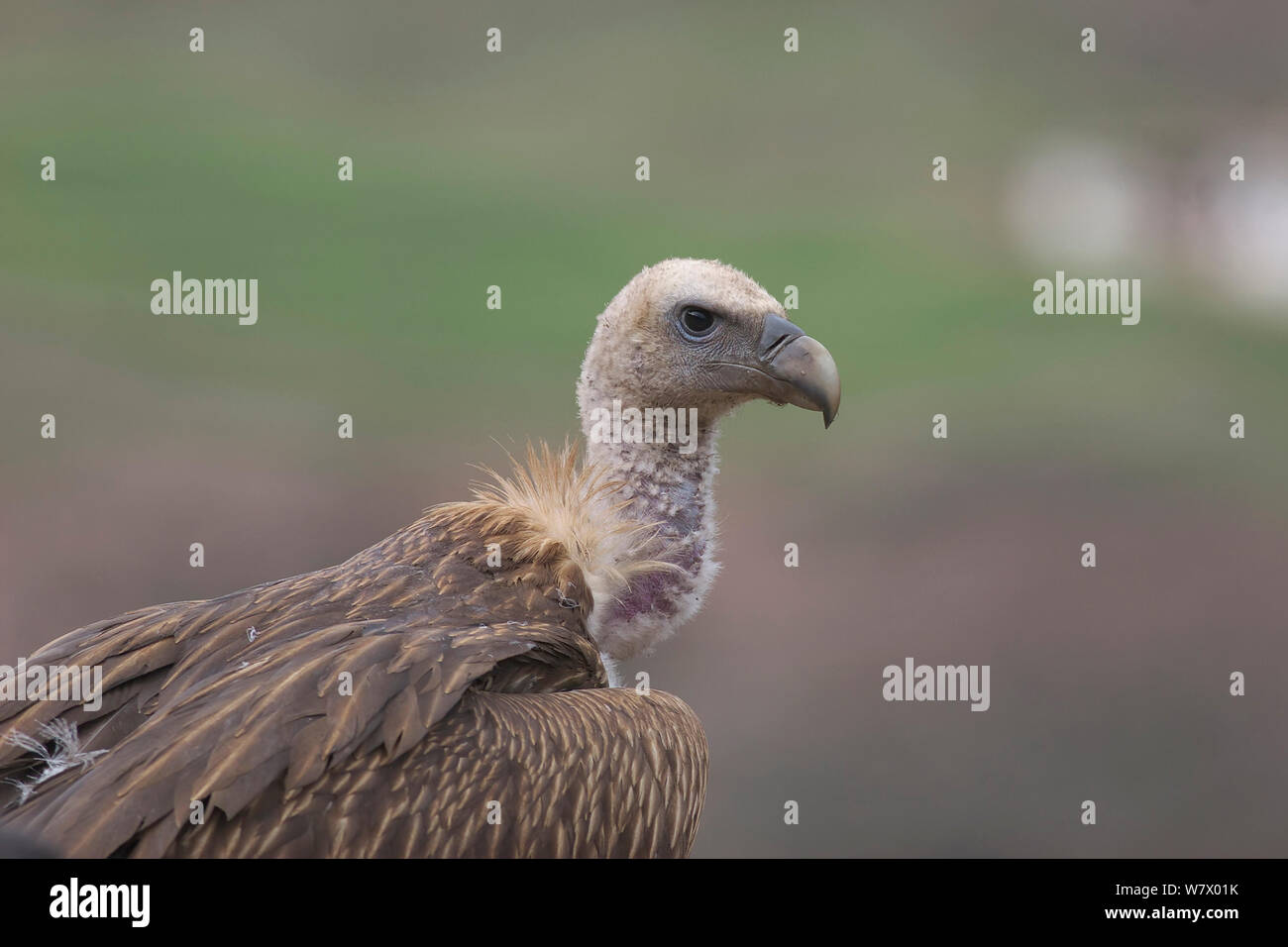 Himalayan birds hi-res stock photography and images - Alamy