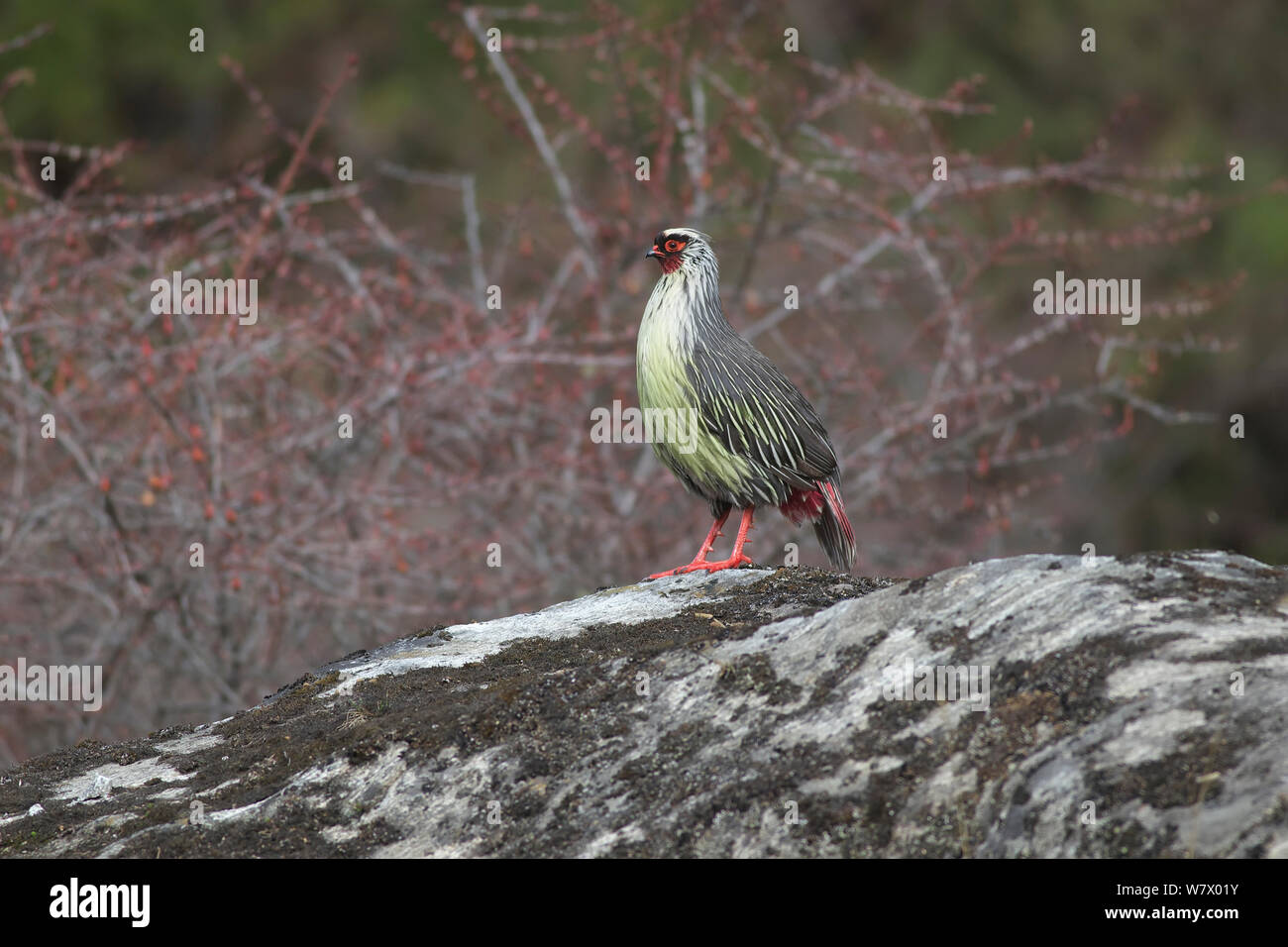 Blood pheasant ithaginis cruentus hi-res stock photography and images ...