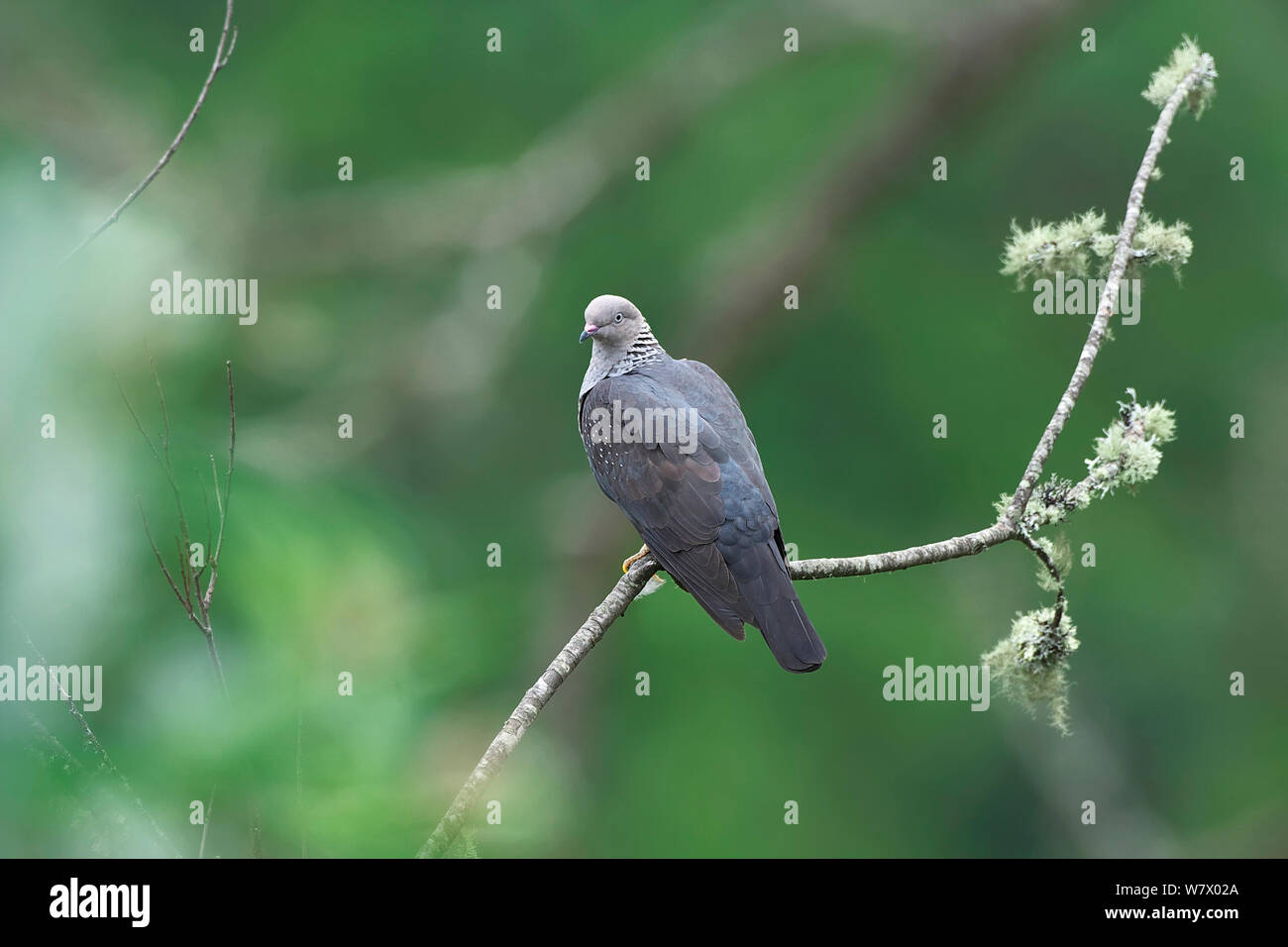 Jungle pigeon hi-res stock photography and images - Alamy