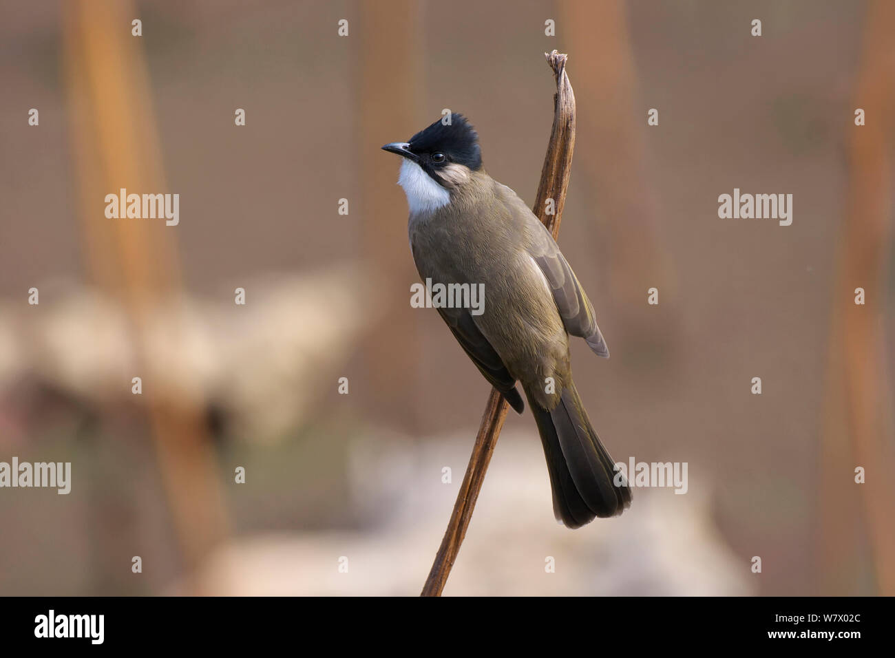 Brown-breasted bulbul (Pycnonotus xanthorrhous) perched, Mianyang City ...