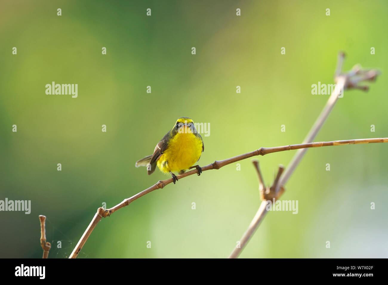 Yellow-bellied fantail (Rhipidura hypoxantha) perched, Gaoligong ...