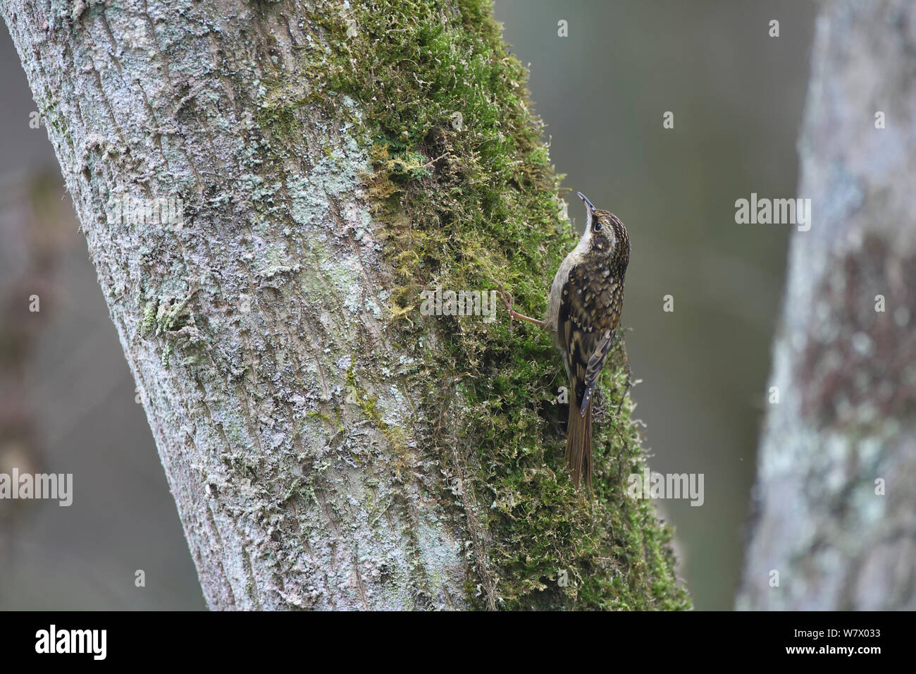 Sichuan Treecreeper (Certhia tianquanensis) on tree trunk, Dujiangyan ...
