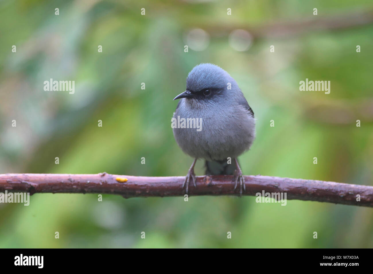 Old world babbler hi-res stock photography and images - Alamy