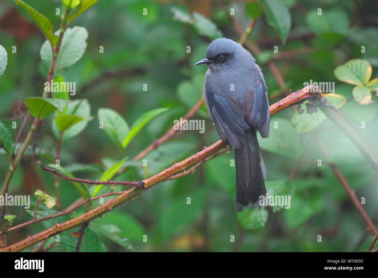 Old world babbler hi-res stock photography and images - Alamy