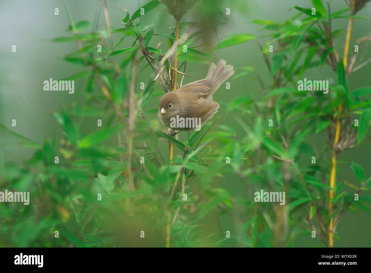 Spectacled parrotbill hi-res stock photography and images - Alamy