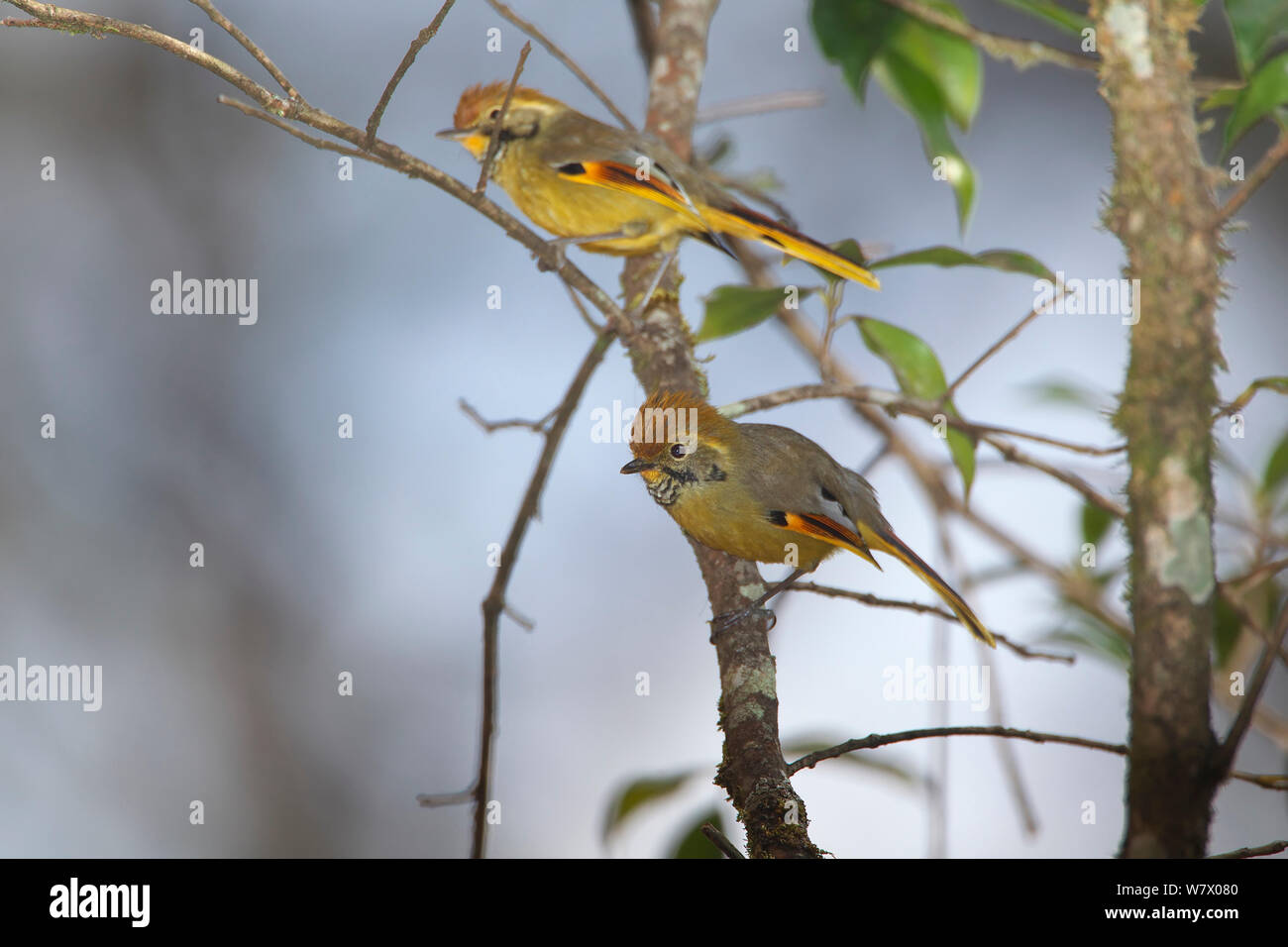 Minlas hi-res stock photography and images - Alamy