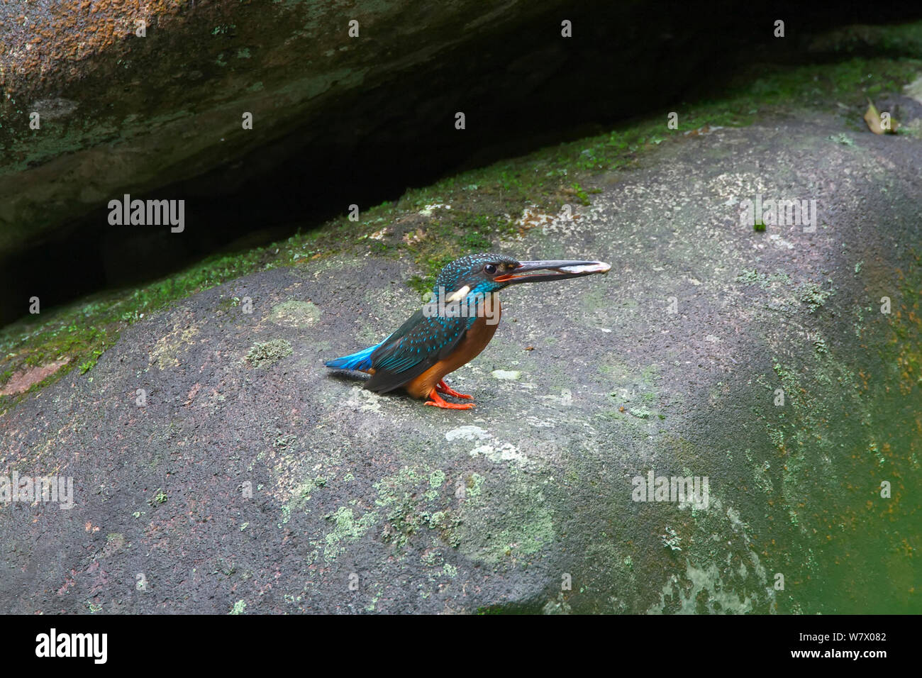 Alcedo hercules hi-res stock photography and images - Alamy