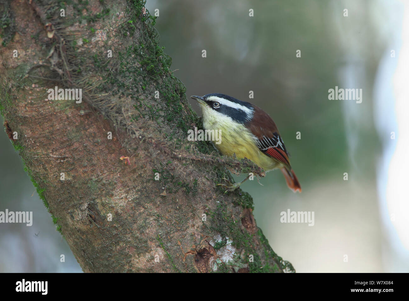 Red tailed minla hi-res stock photography and images - Alamy