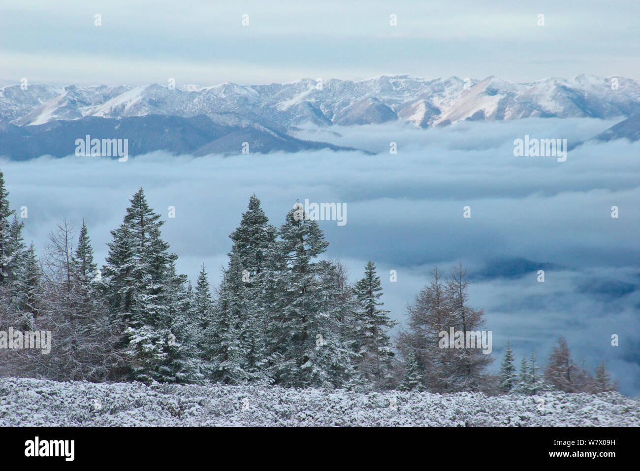 Snowy landscape, with conifers and low clouds, Yajiang county, Sichuan ...