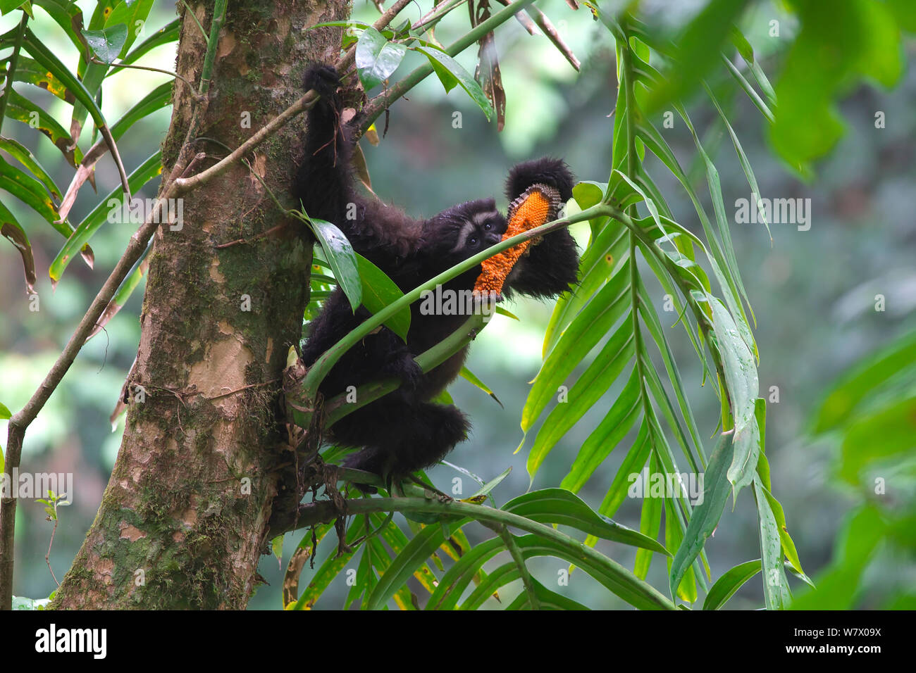 Hoolock leuconedys hi-res stock photography and images - Alamy