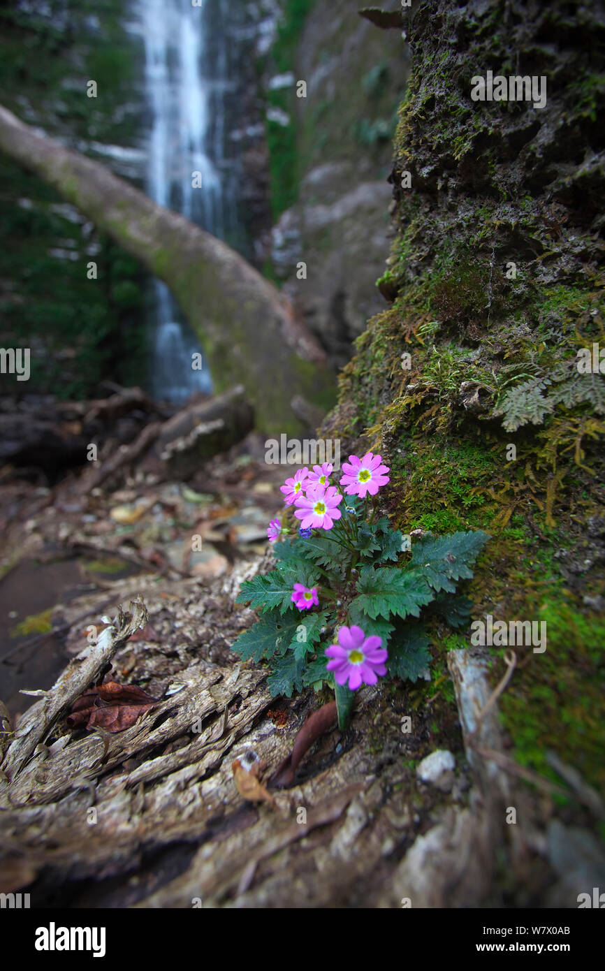 Primula (Primula duclouxii) flowers, Wuliang Mountain National Nature ...