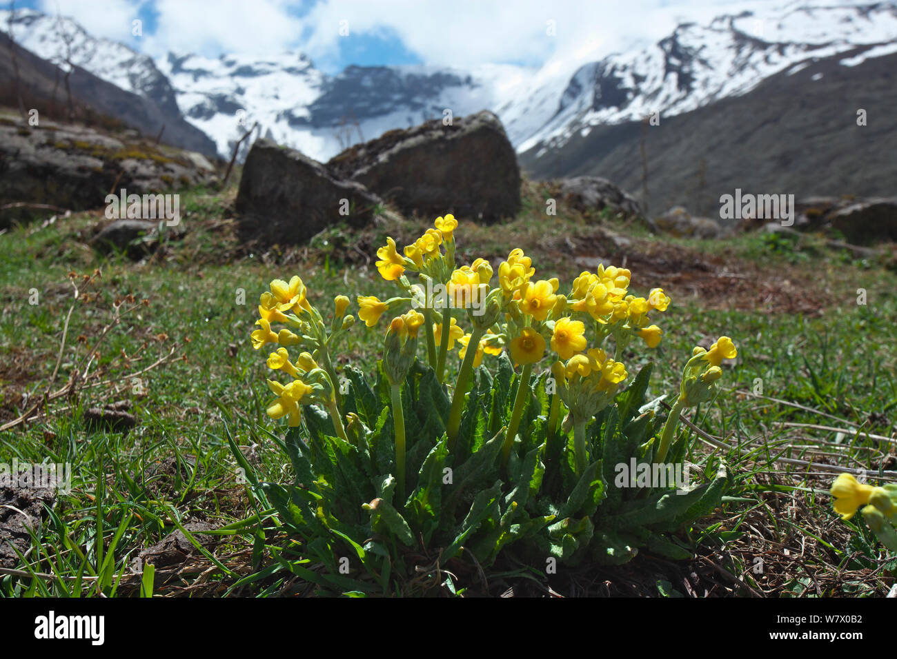 Primula (Primula strumosa) flowers, Makalu Mountain, Mount Qomolangma ...