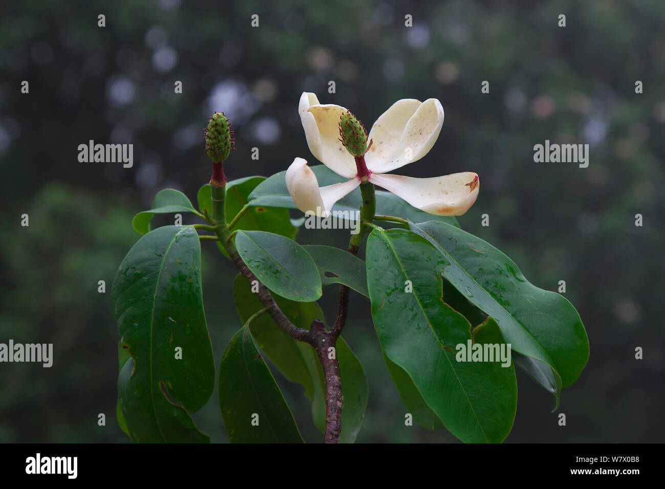 Magnolia insignis hi-res stock photography and images - Alamy