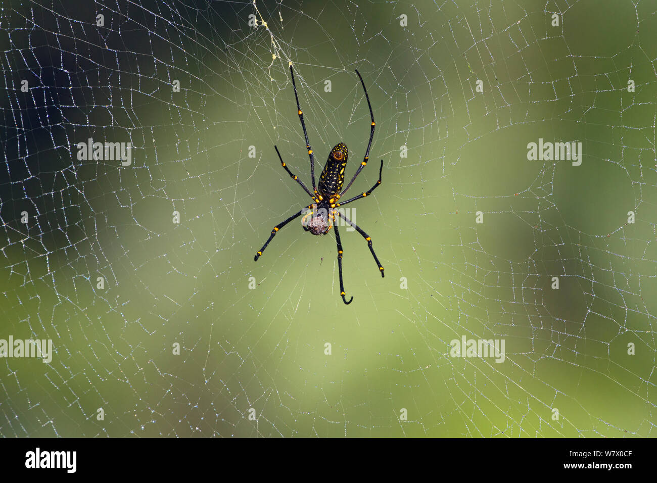 Golden orb-web spider (Nephila pilipes), Sri Lanka, March Stock Photo ...