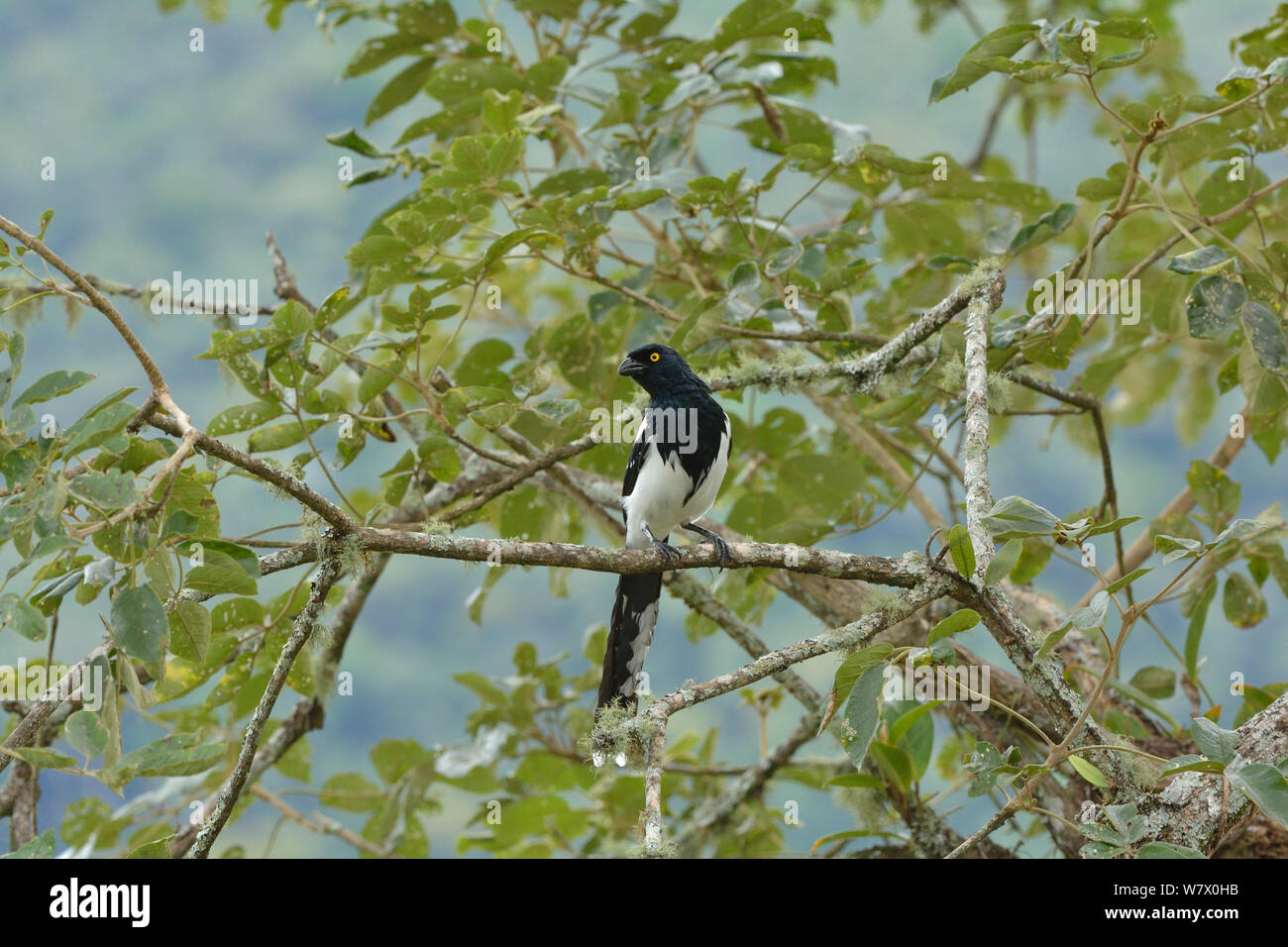 Cissopis hi-res stock photography and images - Alamy