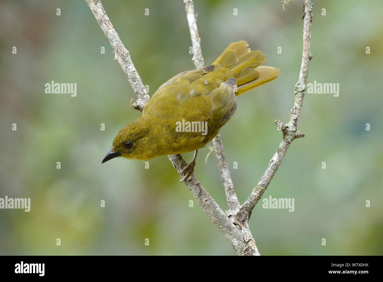 Olive-green Tanager (Orthogonys chloricterus) Atlantic Rainforest ...