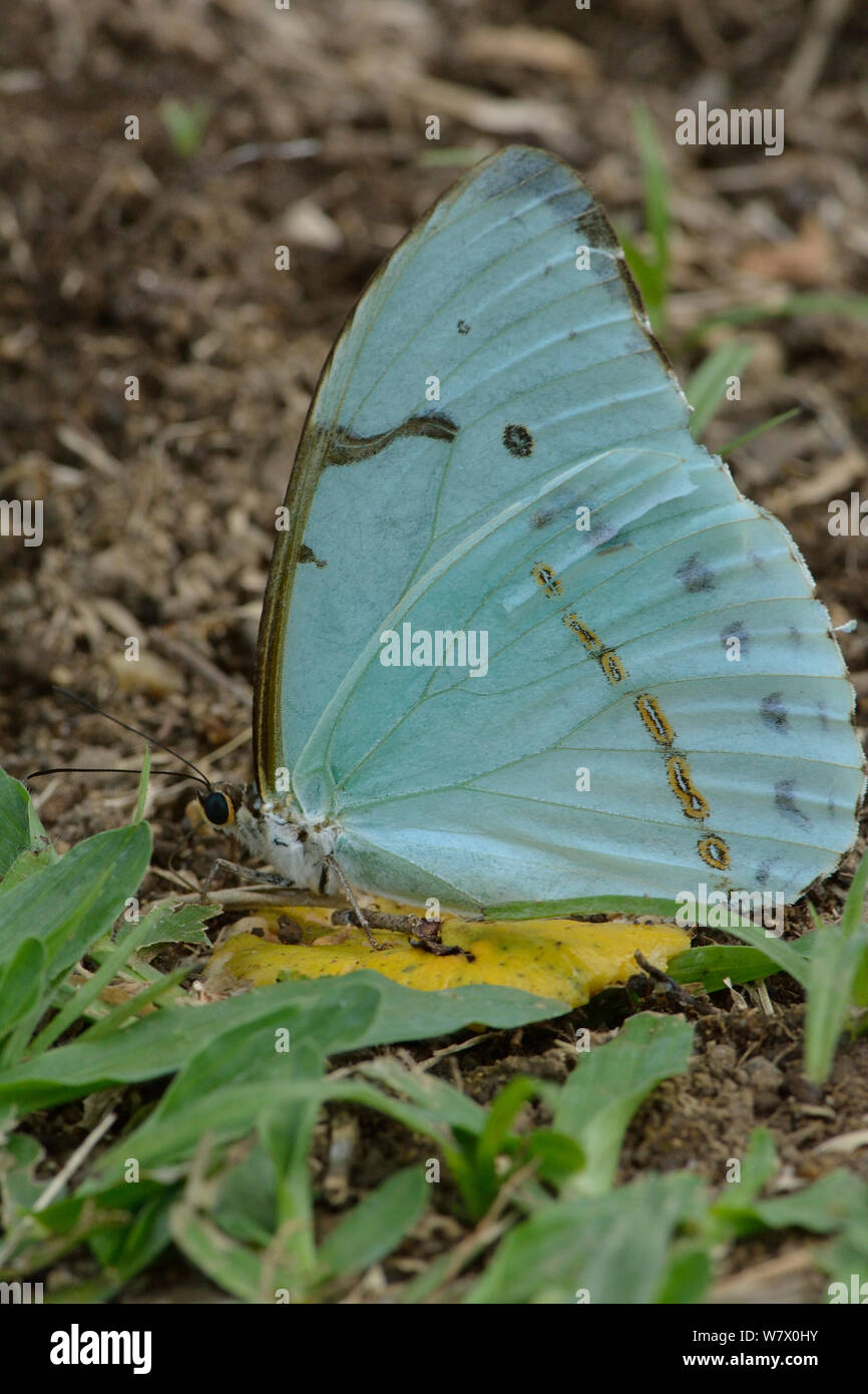 Athena Morpho butterfly (Morpho athena) feeding on juice of Araca fruit ...