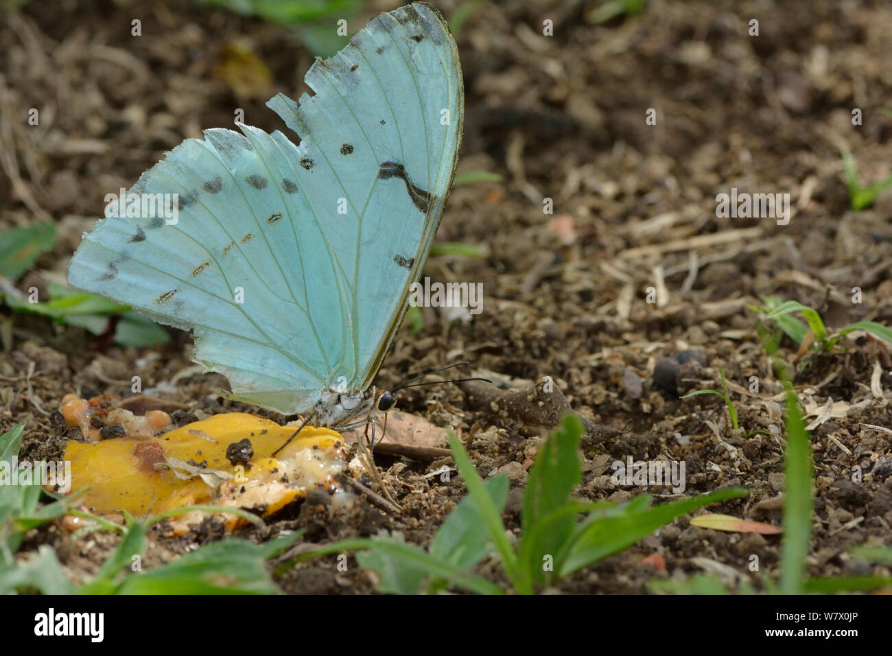 Araca fruit hi-res stock photography and images - Alamy