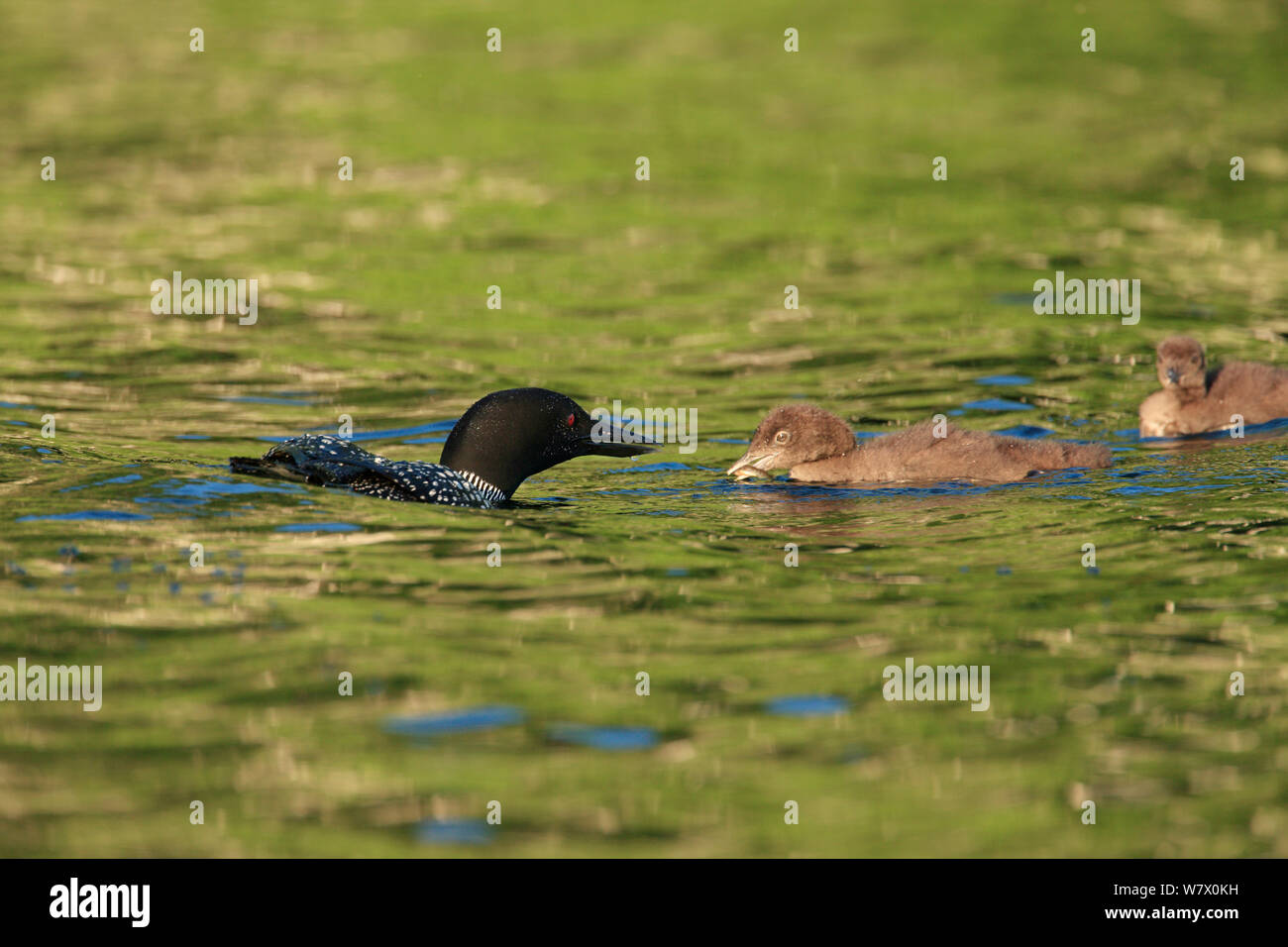 Common loon (Gavia immer) feeding young hatchlings small fish, High ...