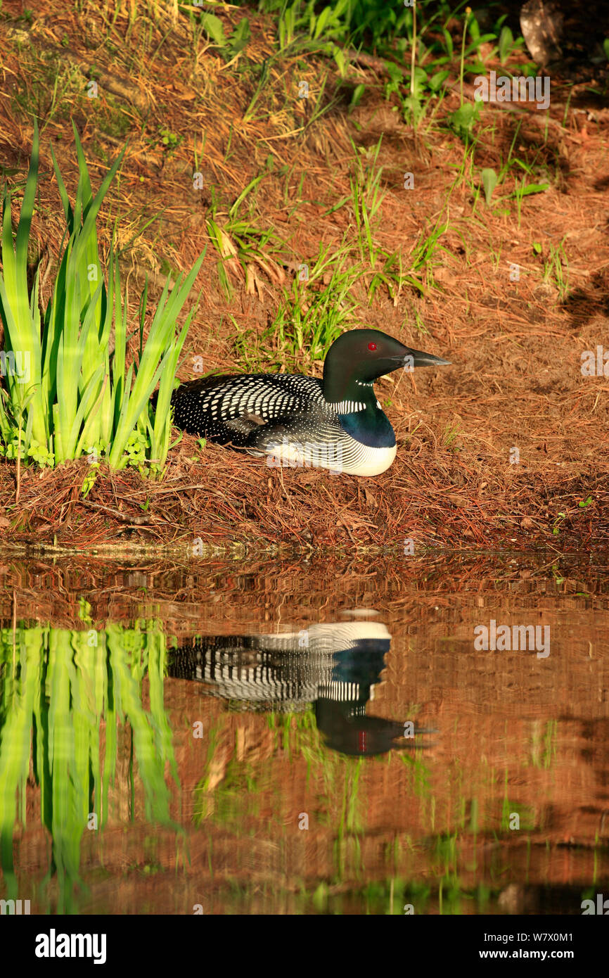 Common loon sitting on hi-res stock photography and images - Alamy