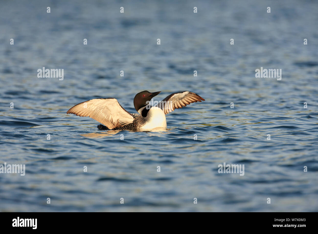 Common loon spread wings hi-res stock photography and images - Alamy