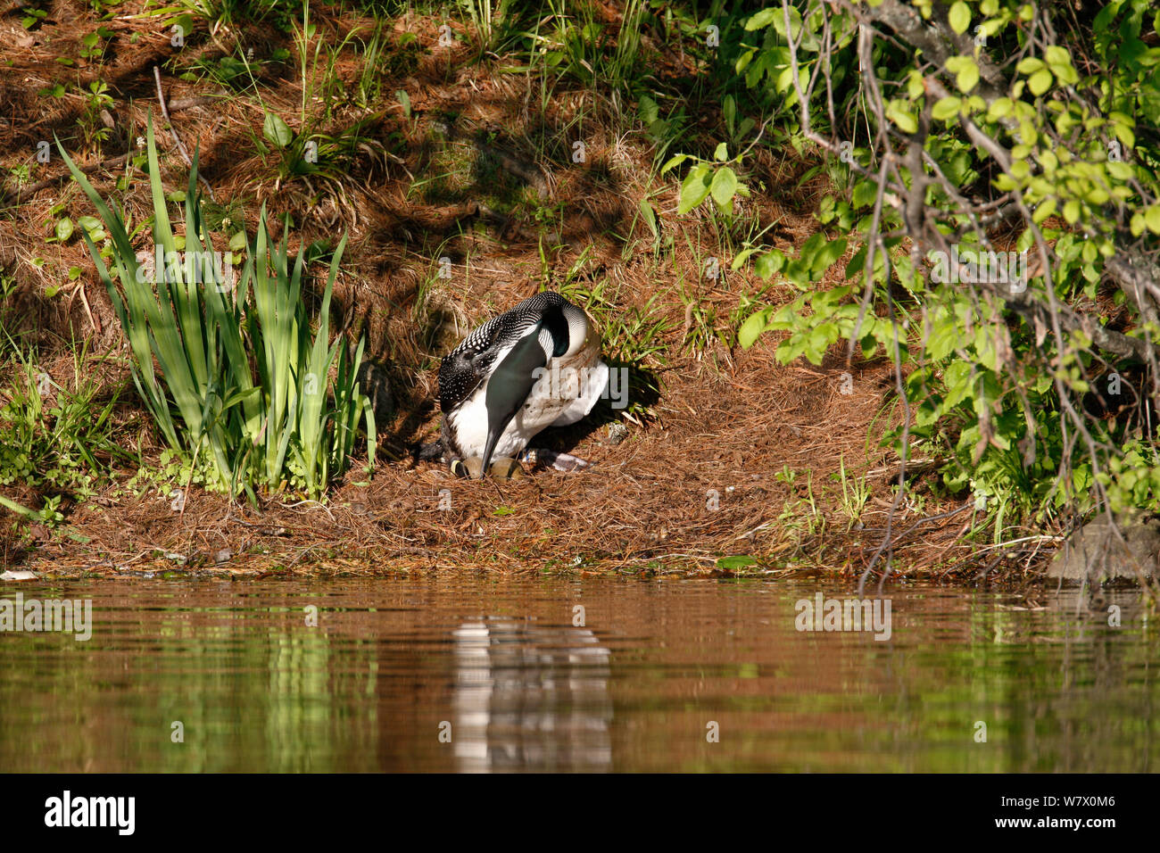 Common loon (Gavia immer) turning eggs in nest, High Lake, Northern ...