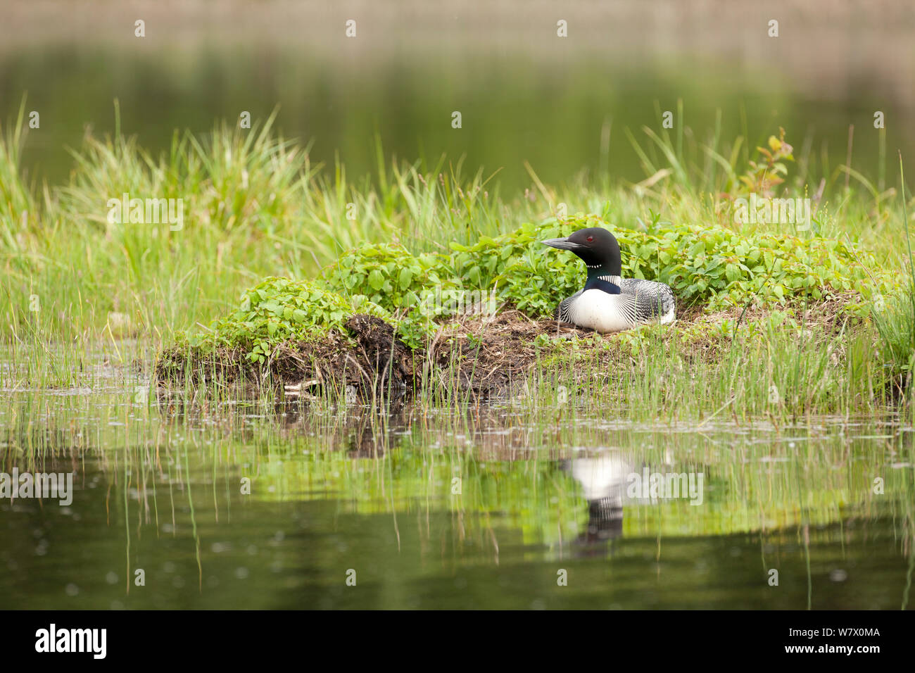Common loon sitting on hi-res stock photography and images - Alamy