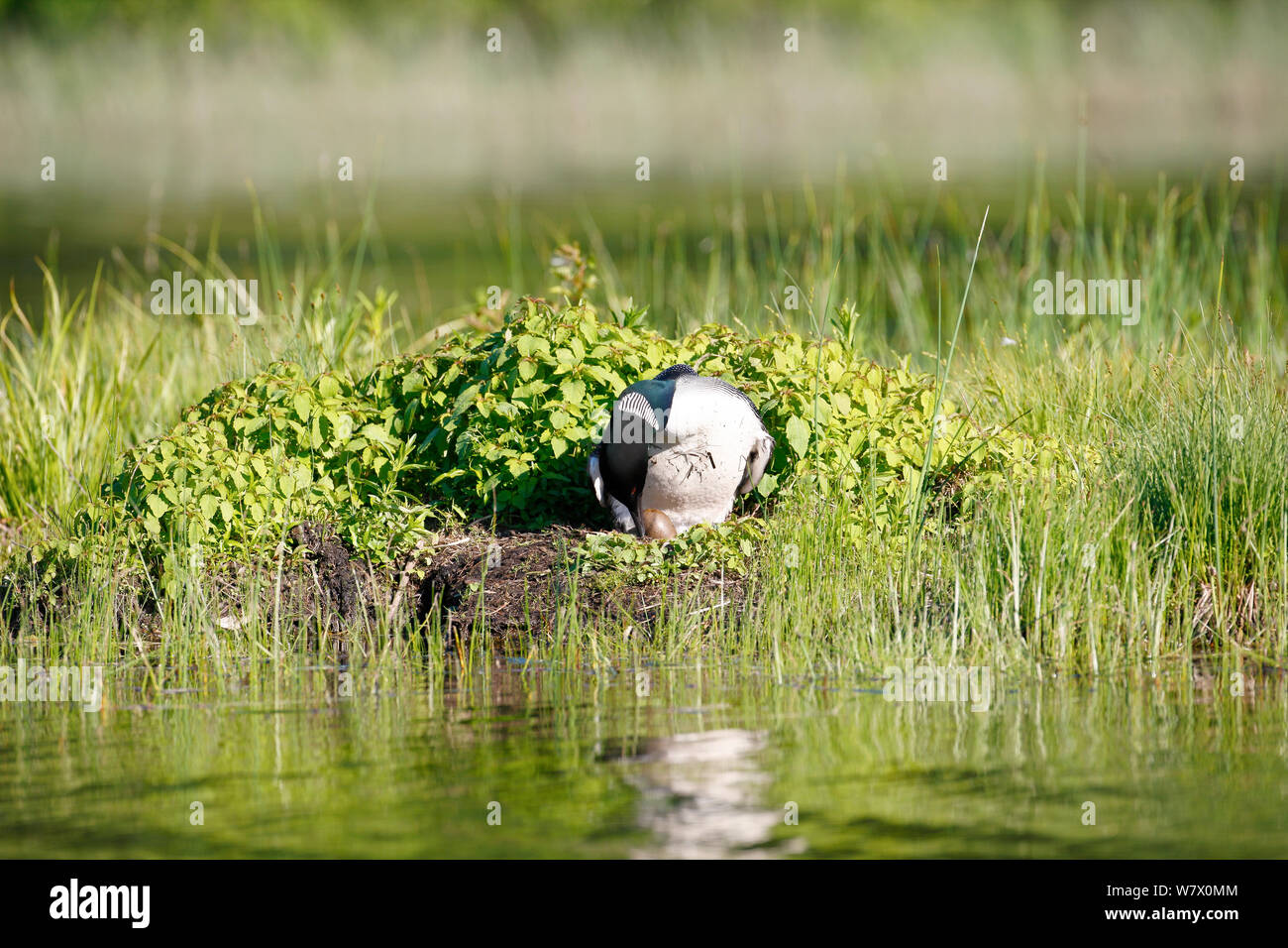 Common loon eggs hi-res stock photography and images - Alamy