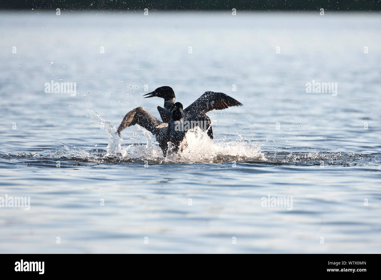 Loons nest hi-res stock photography and images - Alamy