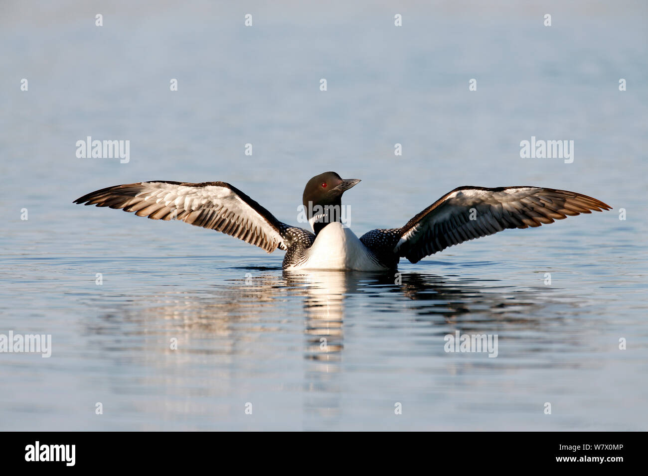 Common loon (Gavia immer) 'Wing Flap' display as part of preening ...