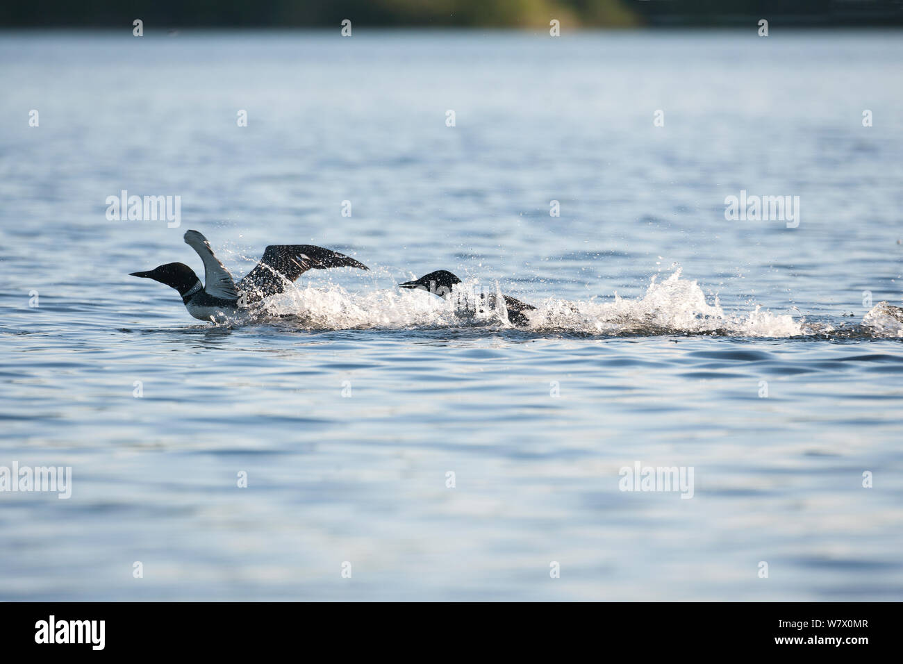 Common loons hi-res stock photography and images - Alamy
