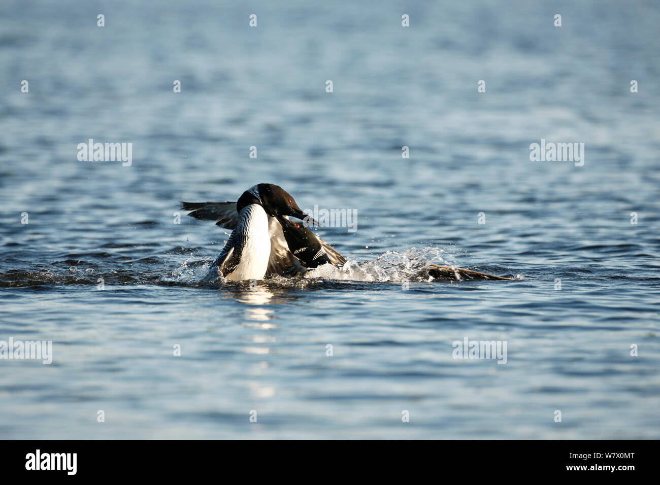 From intruder hi-res stock photography and images - Alamy