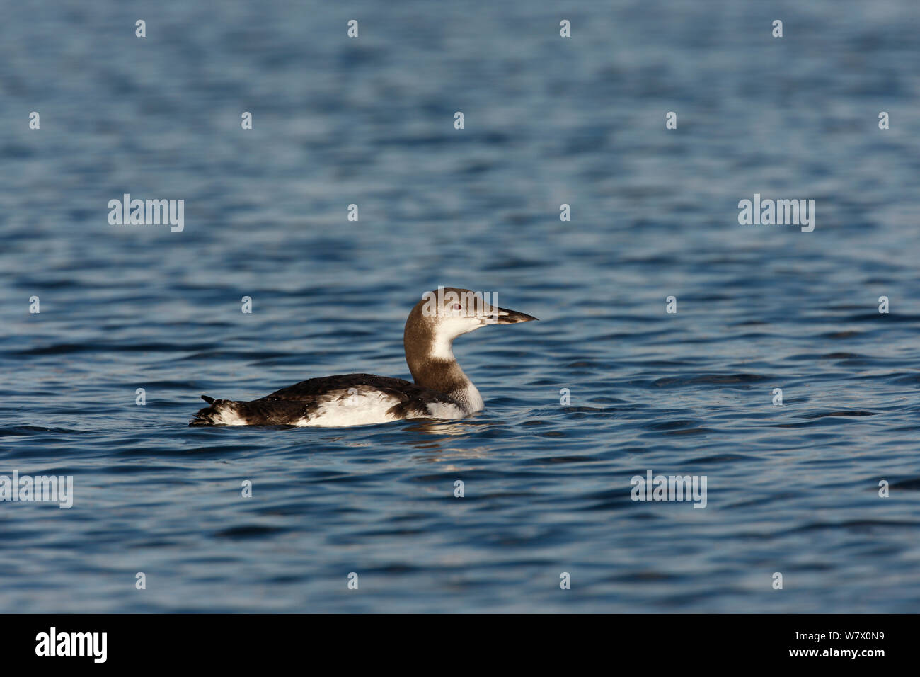 Common loon (Gavia immer) in winter plumage, Pine Lake, Waukesha County ...