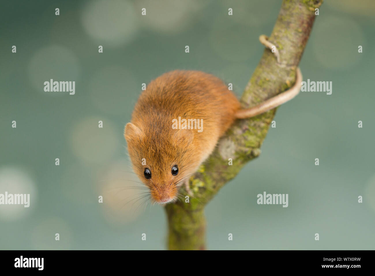 Very cute harvest mouse in the garden. They are extremely small Stock ...