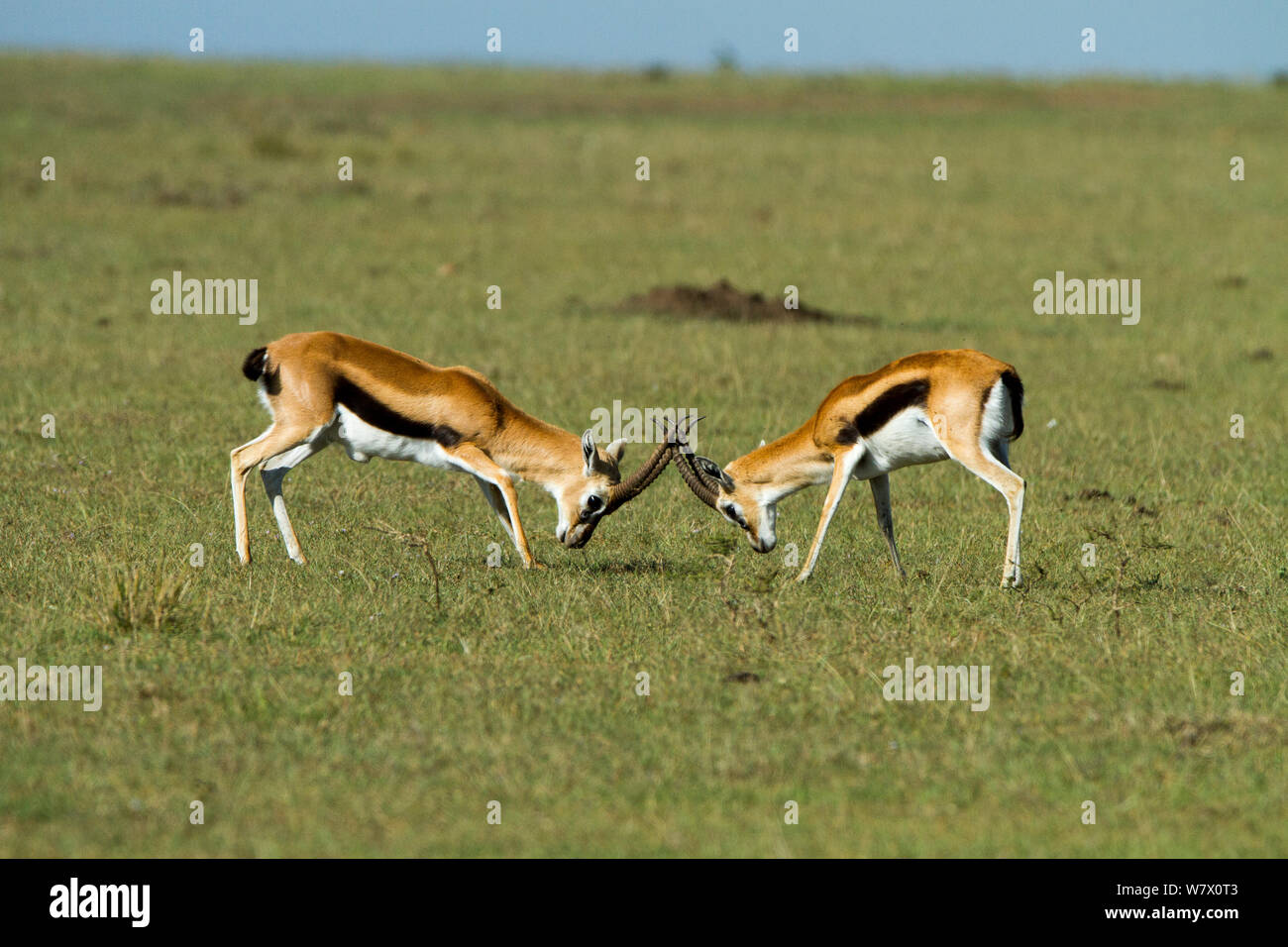 Gazelle fighting hi-res stock photography and images - Alamy