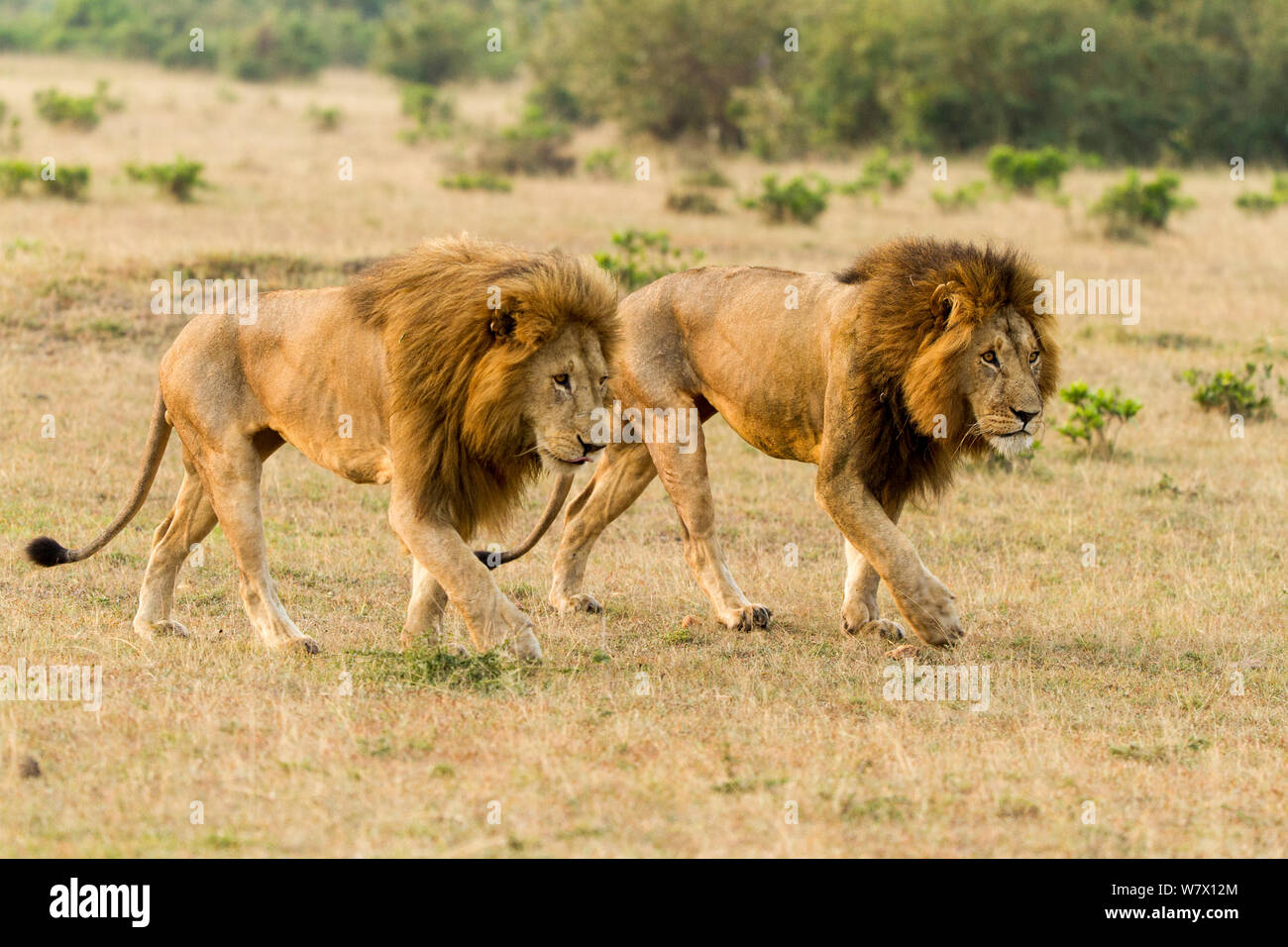 Lion (Panthera leo) males side by side. Masai Mara Game Reserve, Kenya ...