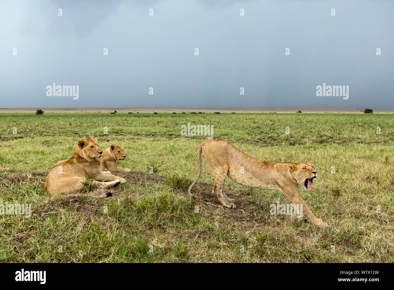 Lion (Panthera leo) pride with female stretching, Musiara marsh, Masai ...