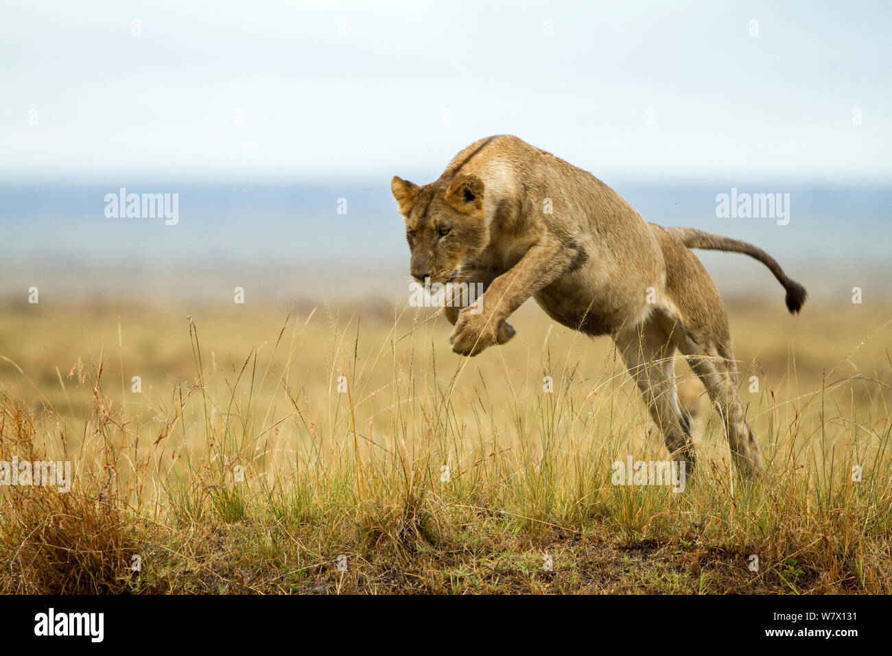 Jumping of the lion hi-res stock photography and images - Alamy