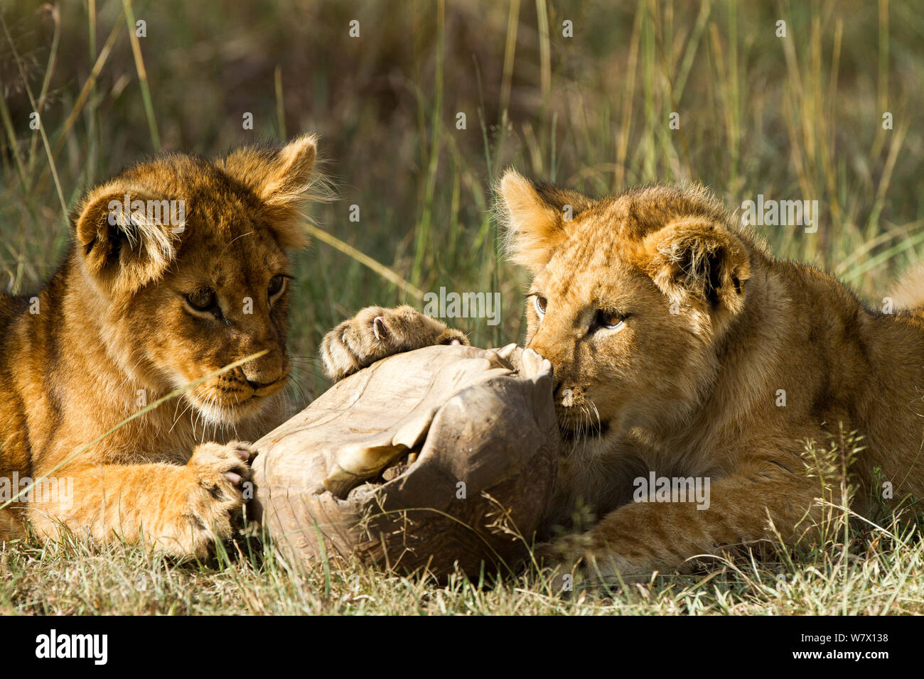 Lion (Panthera leo) cub playing with a tortoise, Masai Mara Game ...