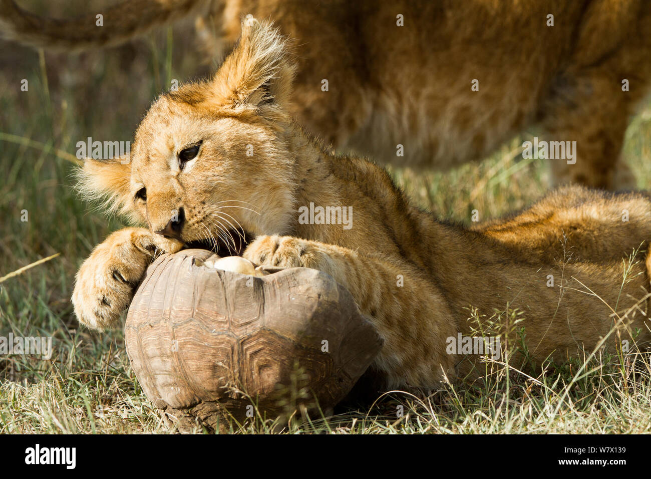 Lion (Panthera leo) cub playing with a tortoise, Masai Mara Game ...