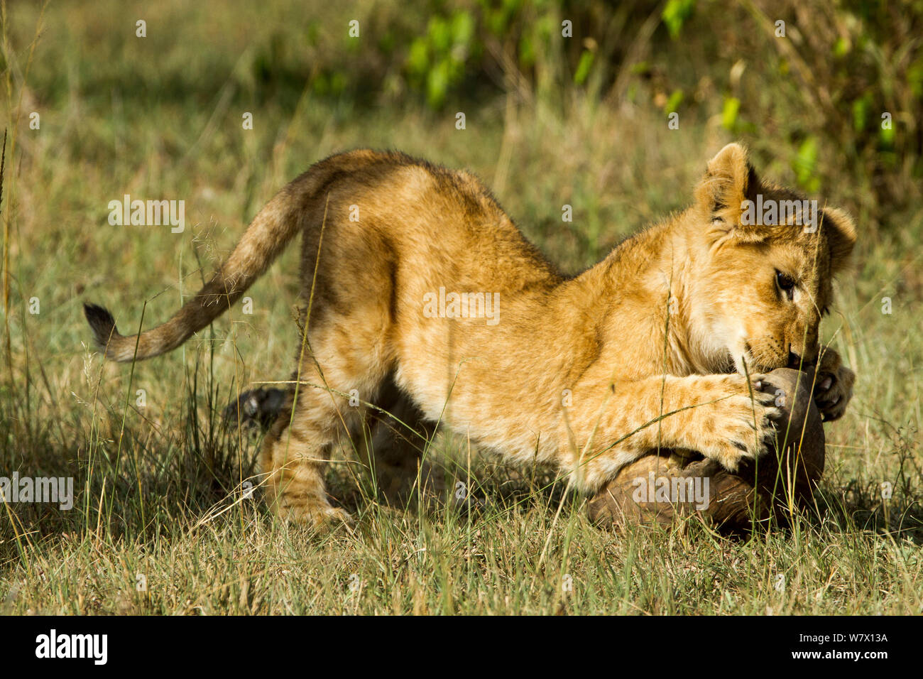 Lion (Panthera leo) cub playing with a tortoise, Masai Mara Game ...