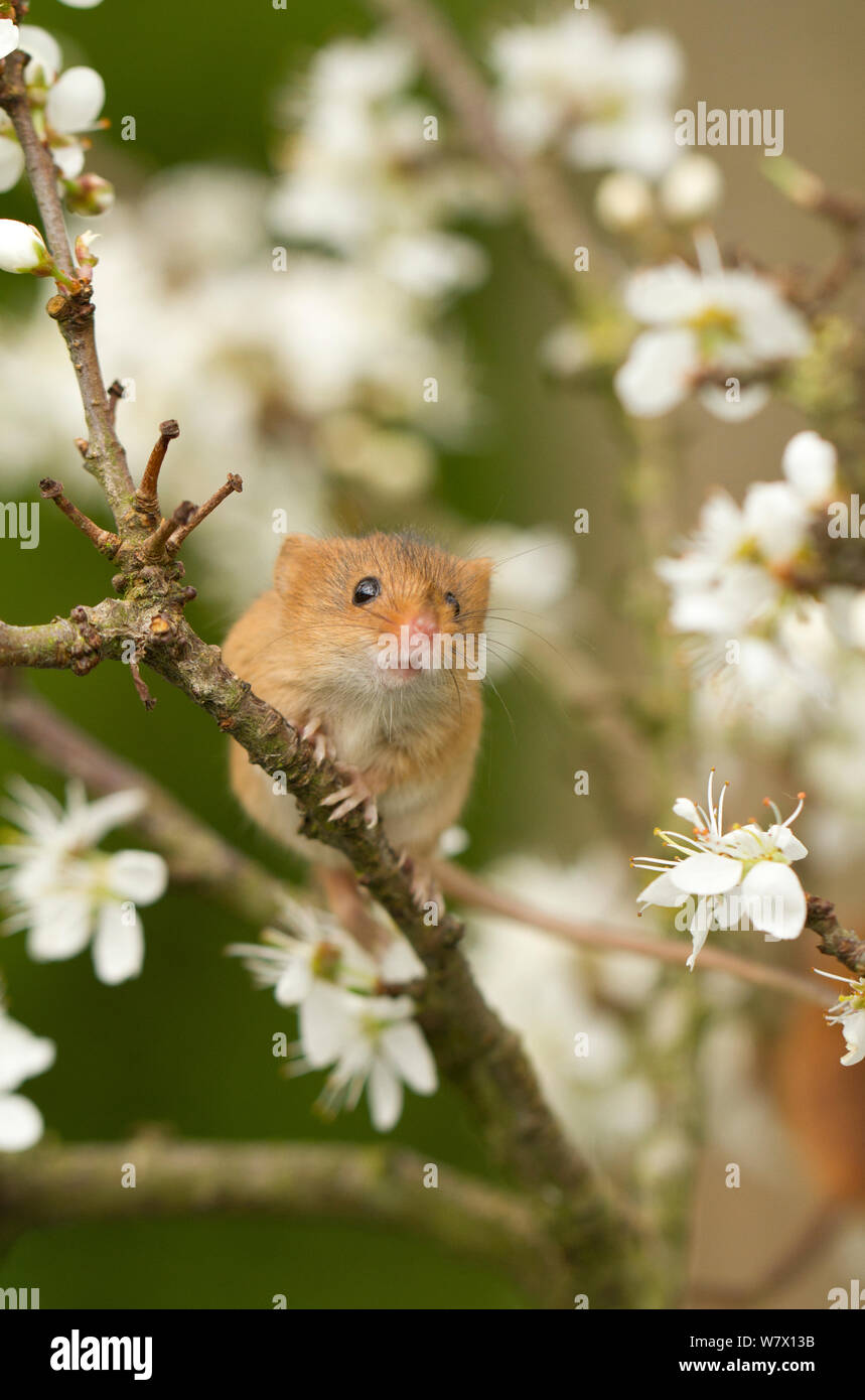 Very cute harvest mouse in the garden. They are extremely small Stock ...
