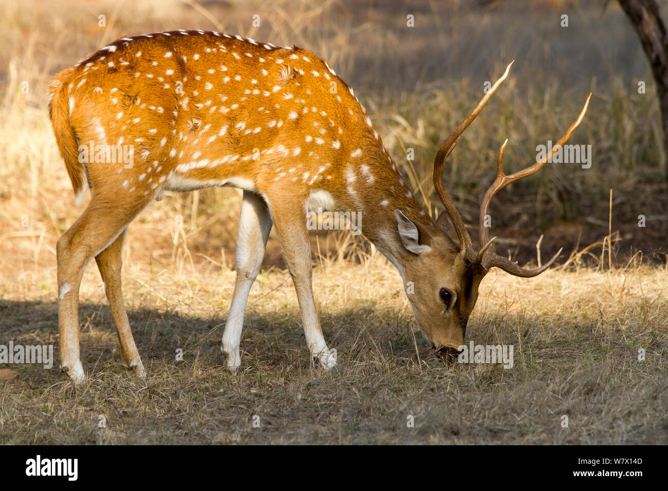 Indian chital hi-res stock photography and images - Alamy