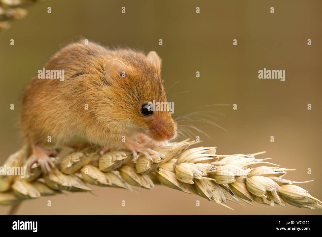 Very cute harvest mouse in the garden. They are extremely small Stock ...