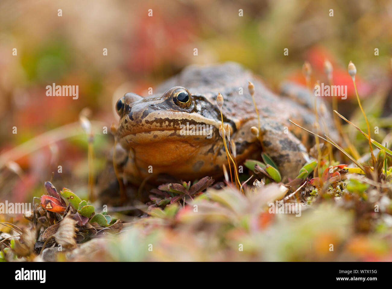 Rana macrocnemis hi-res stock photography and images - Alamy