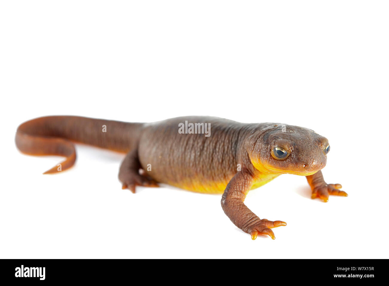 Rough skinned newt hi-res stock photography and images - Alamy